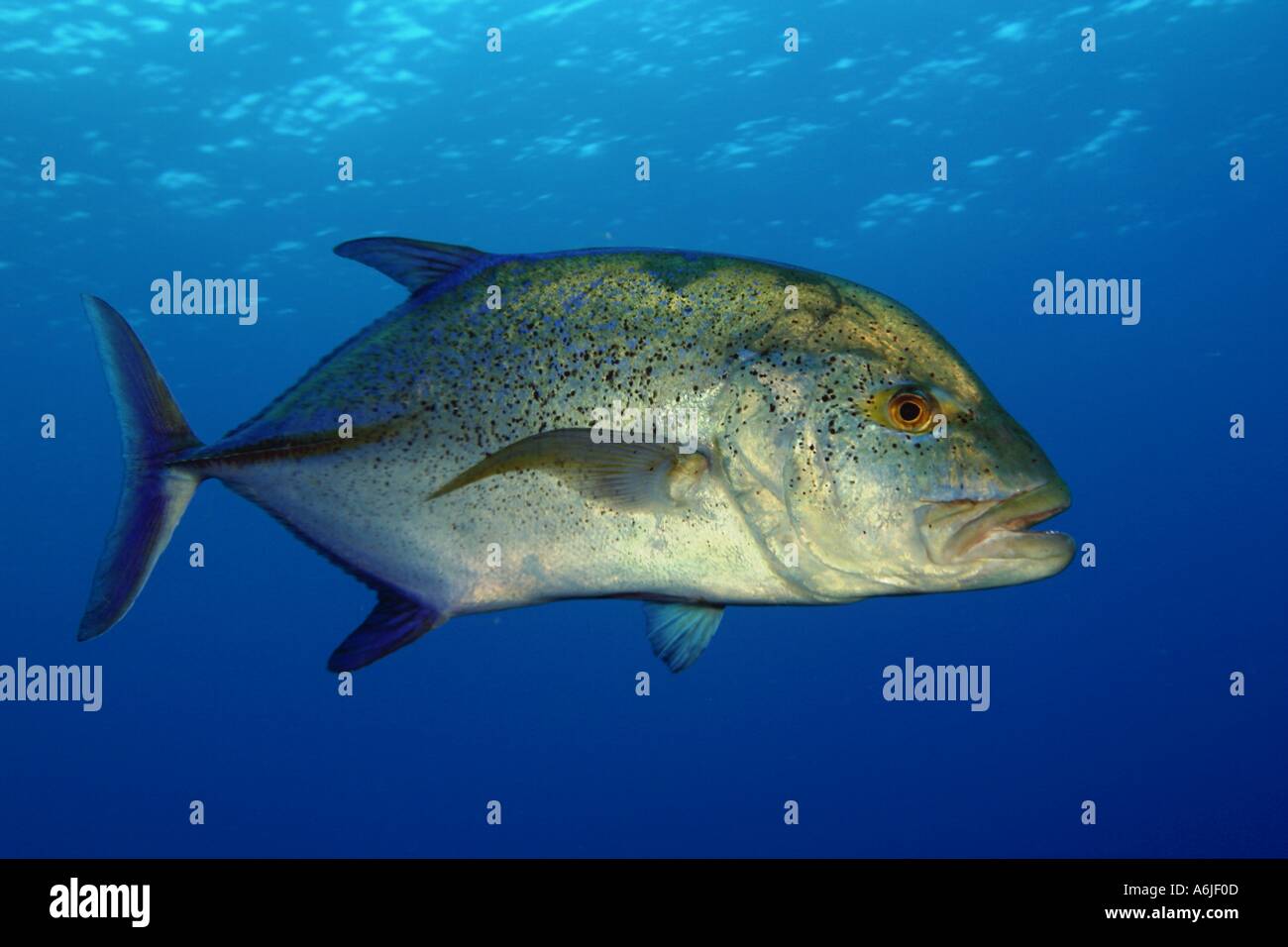 Also known as bluefin trevally the blue jack Caranx melampygus has the ...