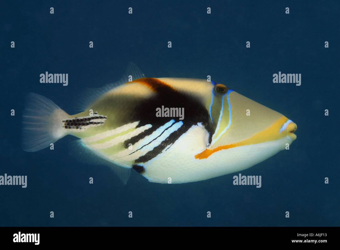 Picassofish High Resolution Stock Photography and Images - Alamy