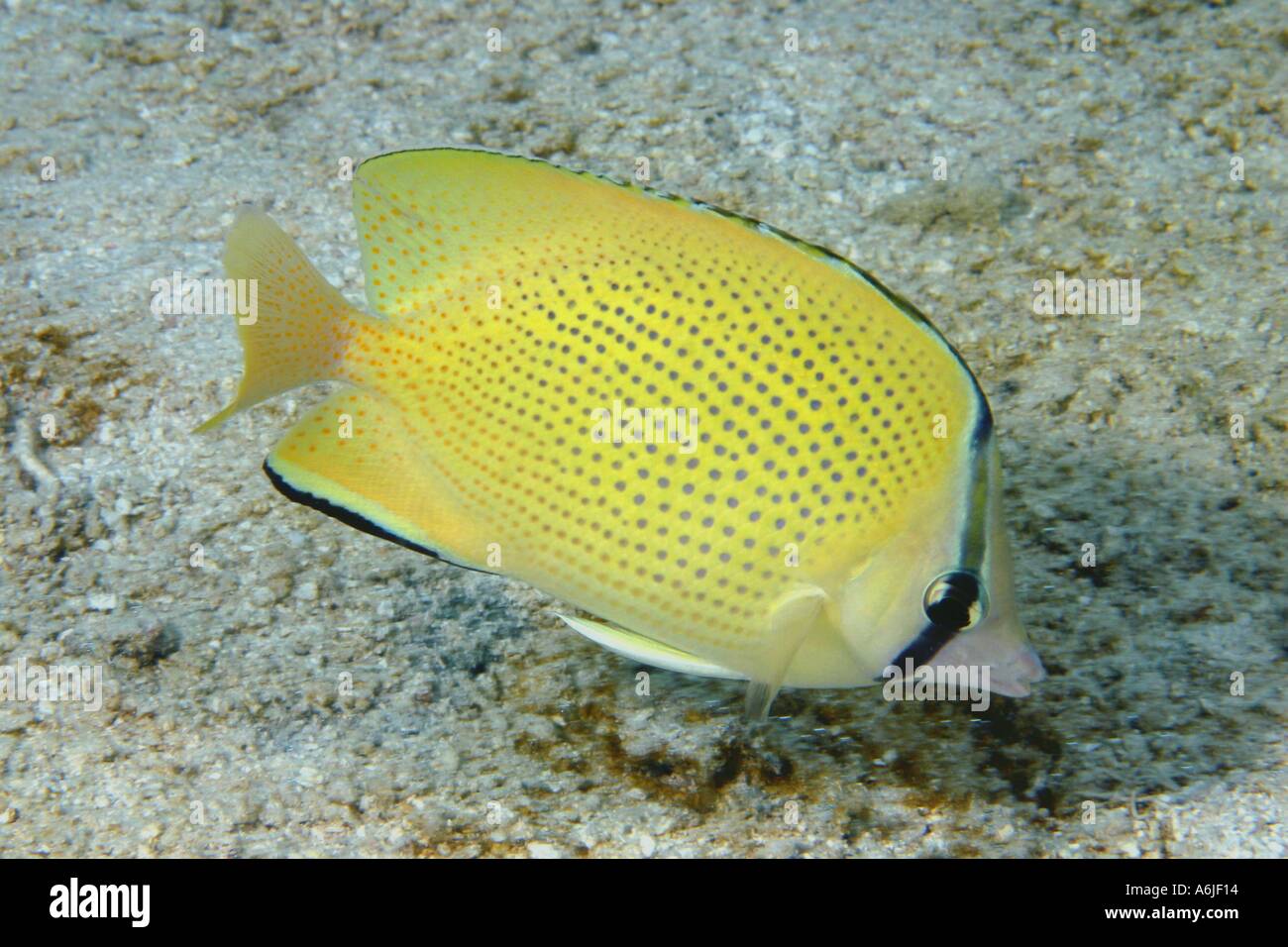 LEMON BUTTERFLYFISH Chaetodon citrinellus THE COOK ISLANDS Stock Photo ...