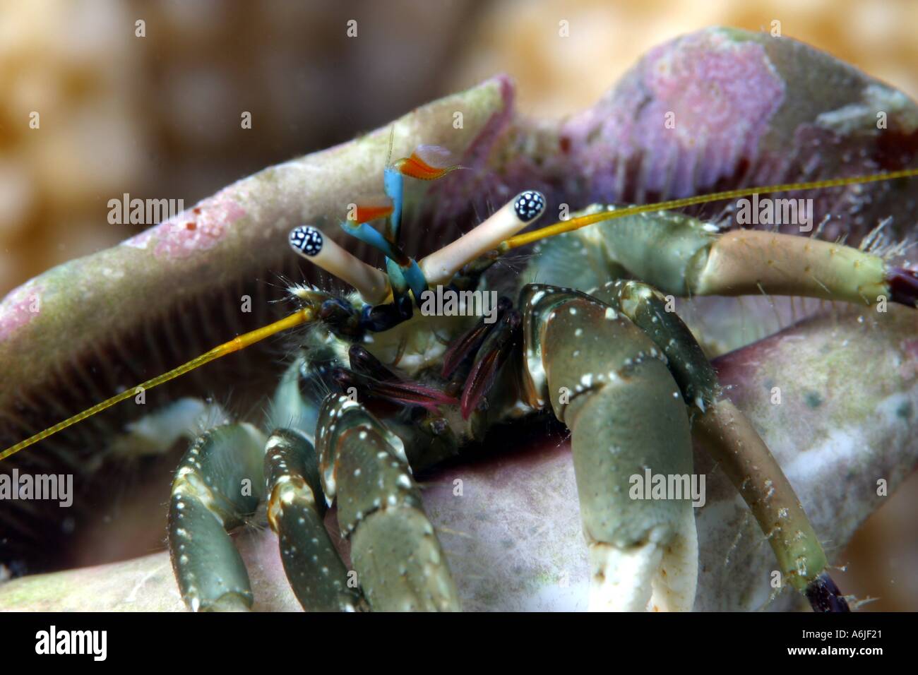 This hermit crab Dardanus sp is less than an inch across as pictured ...