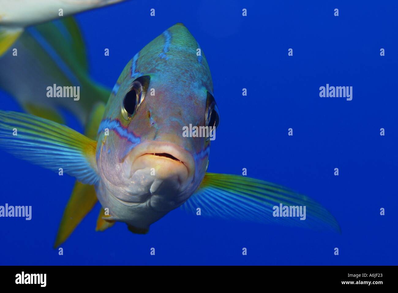 Bluestripe snapper Lutjanus kasmira Hawaii Stock Photo - Alamy