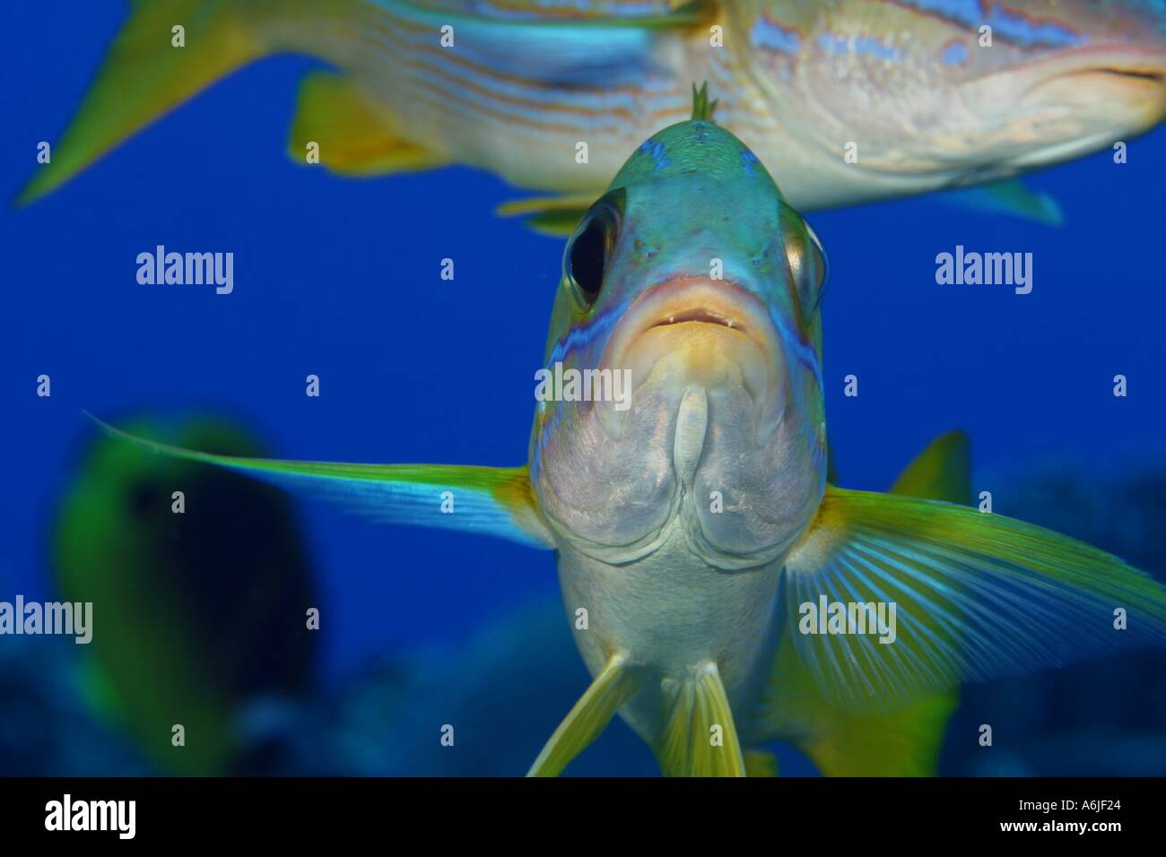 Bluestripe snapper Lutjanus kasmira Hawaii Stock Photo - Alamy