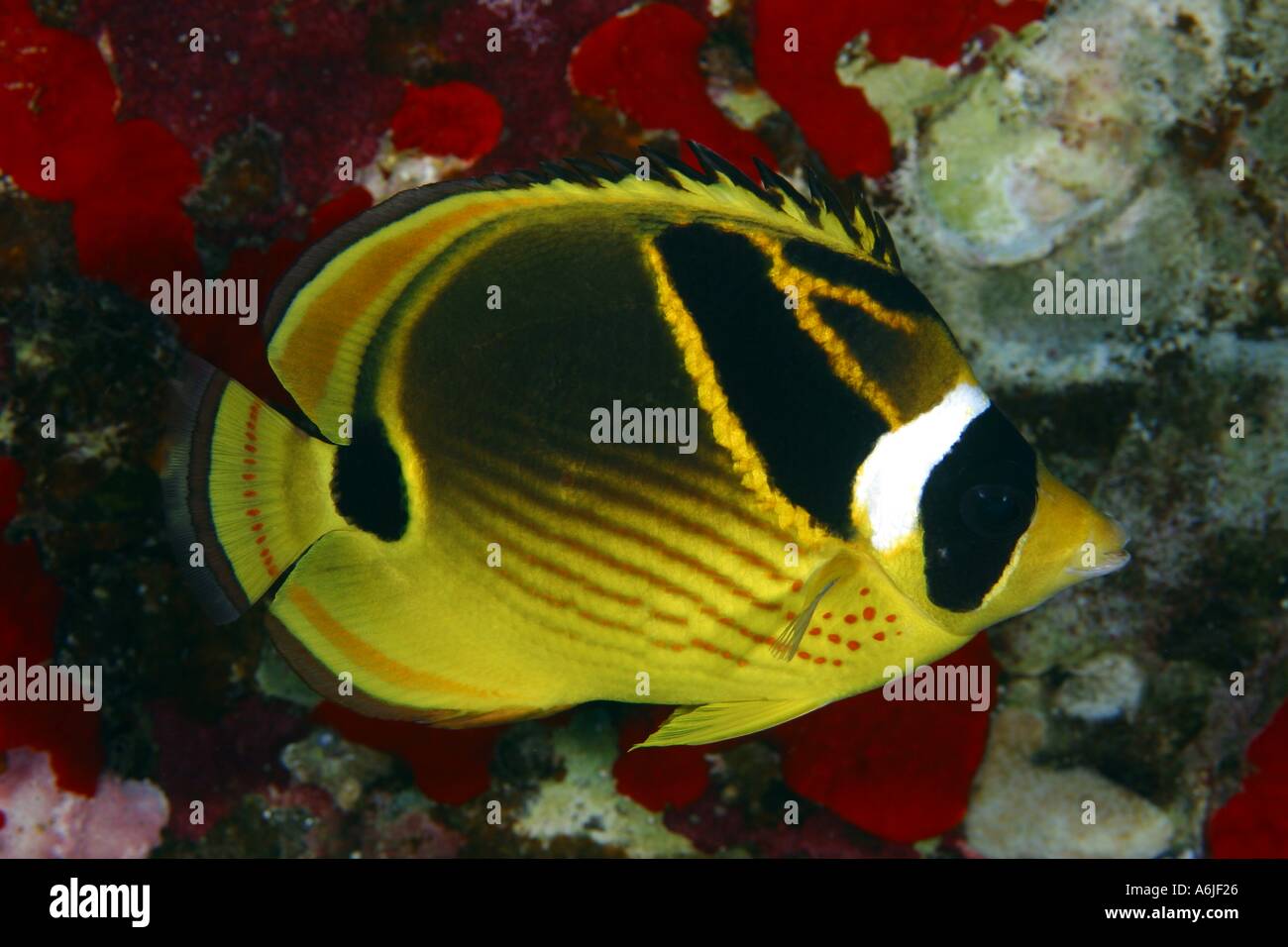 Algae reef hawaii hi-res stock photography and images - Alamy