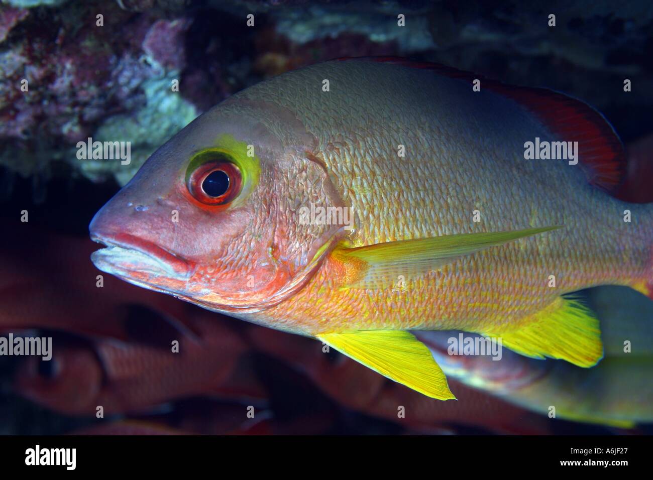The blacktail snapper Lutjanus fulvus Hawaii Stock Photo - Alamy