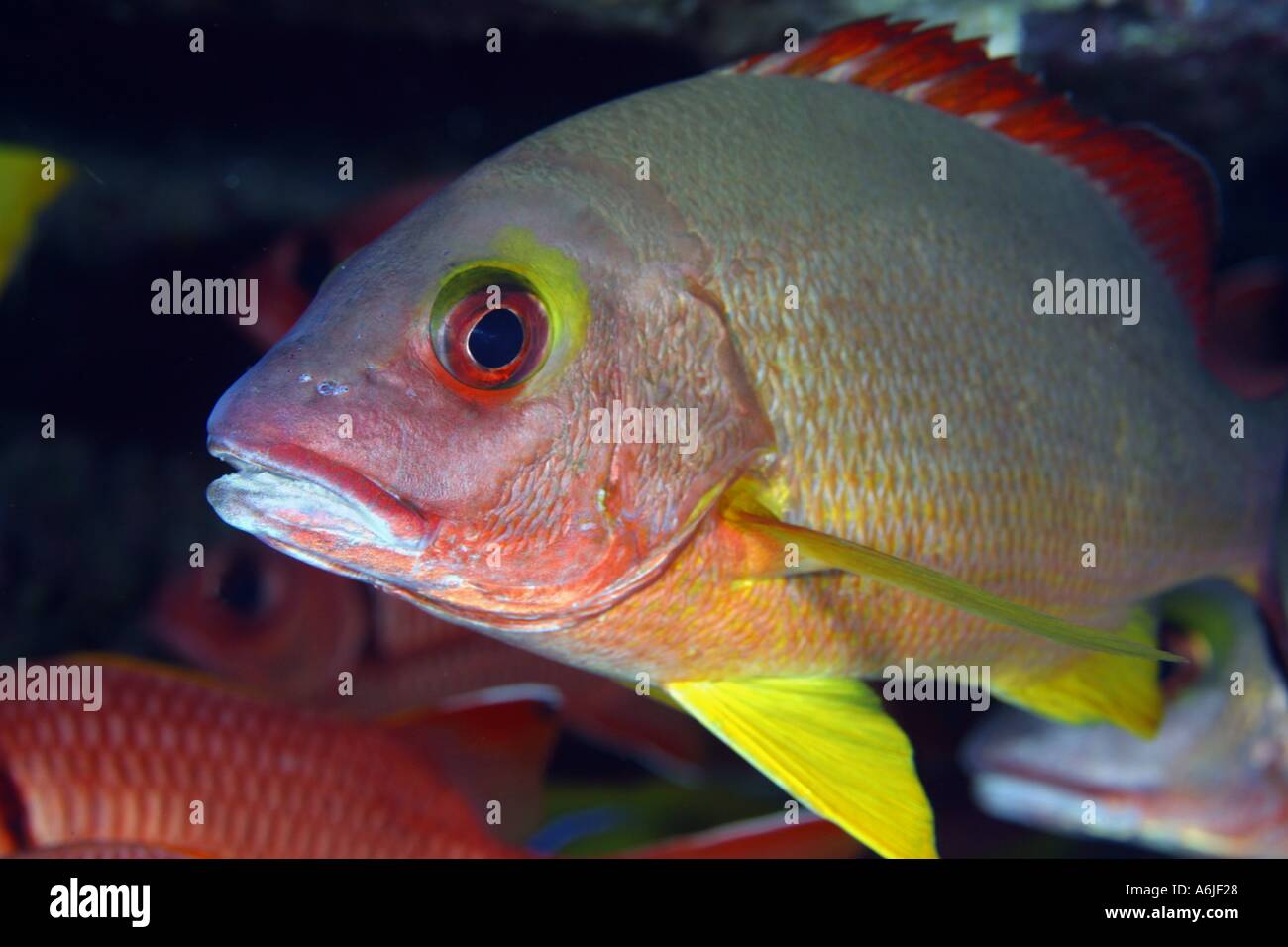 The blacktail snapper Lutjanus fulvus Hawaii Stock Photo - Alamy
