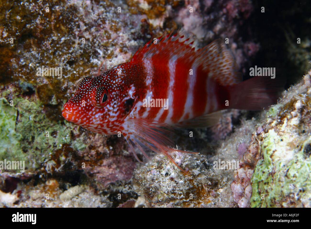 Mauritius and madagascar hi-res stock photography and images - Alamy