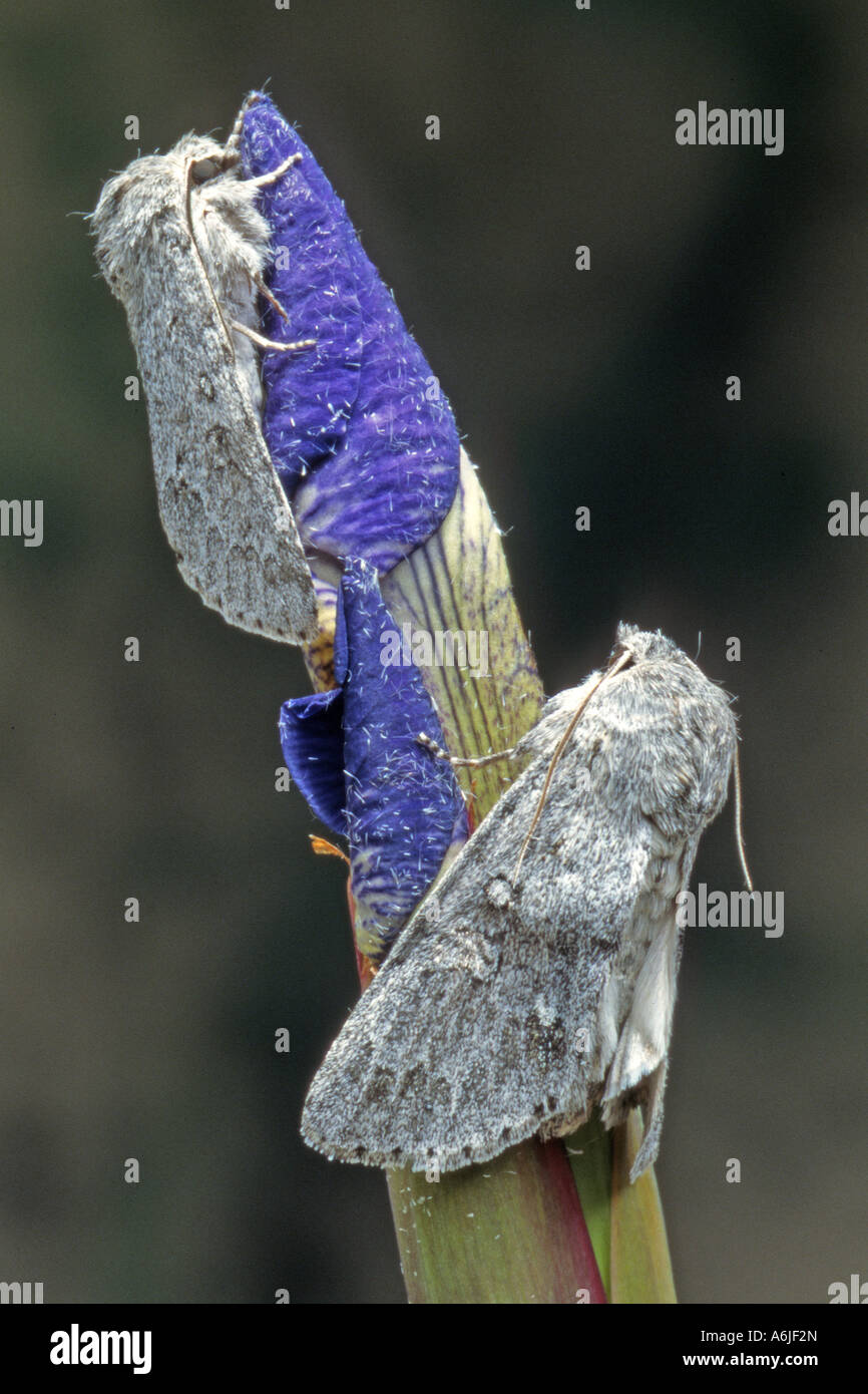 The Miller (Acronicta leporina), two individuals on Iris bud Stock ...