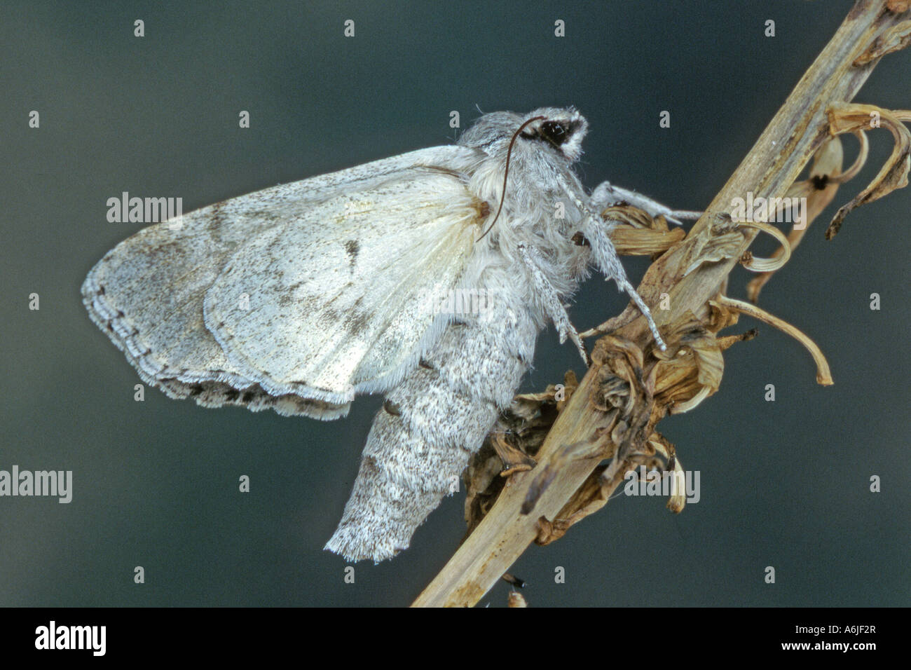 The Miller (Acronicta leporina) on stem Stock Photo - Alamy