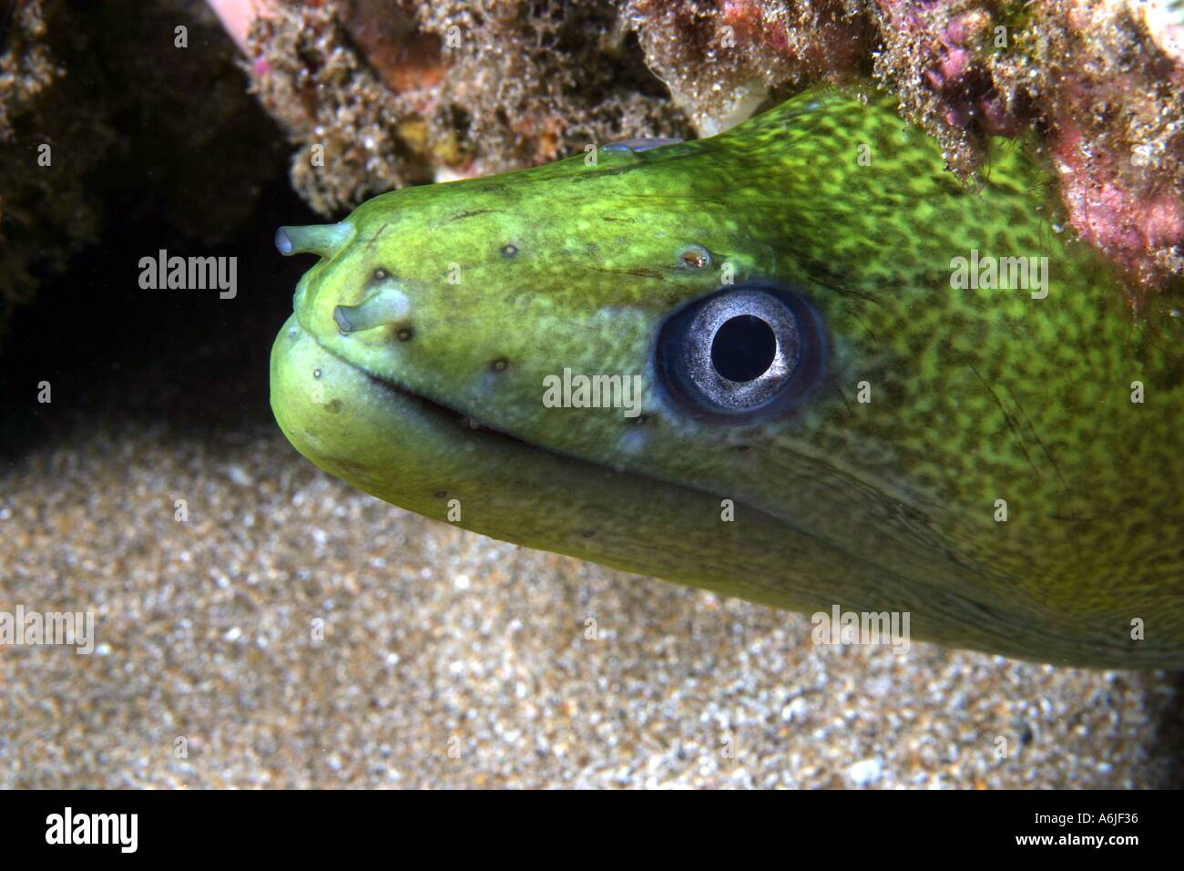 Undulated moray Gymnothorax undulates Hawaii Stock Photo - Alamy