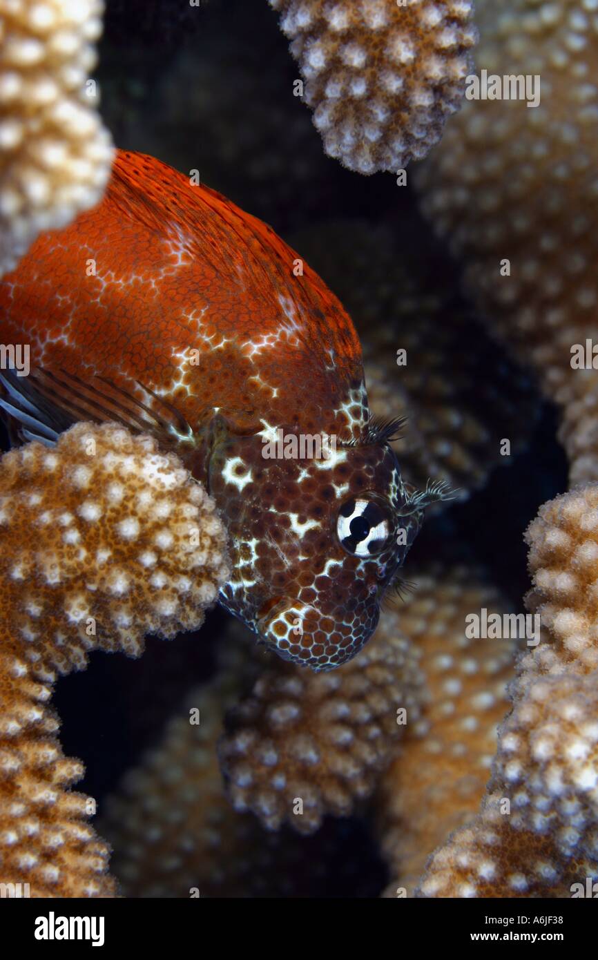 Common blenny hi-res stock photography and images - Alamy