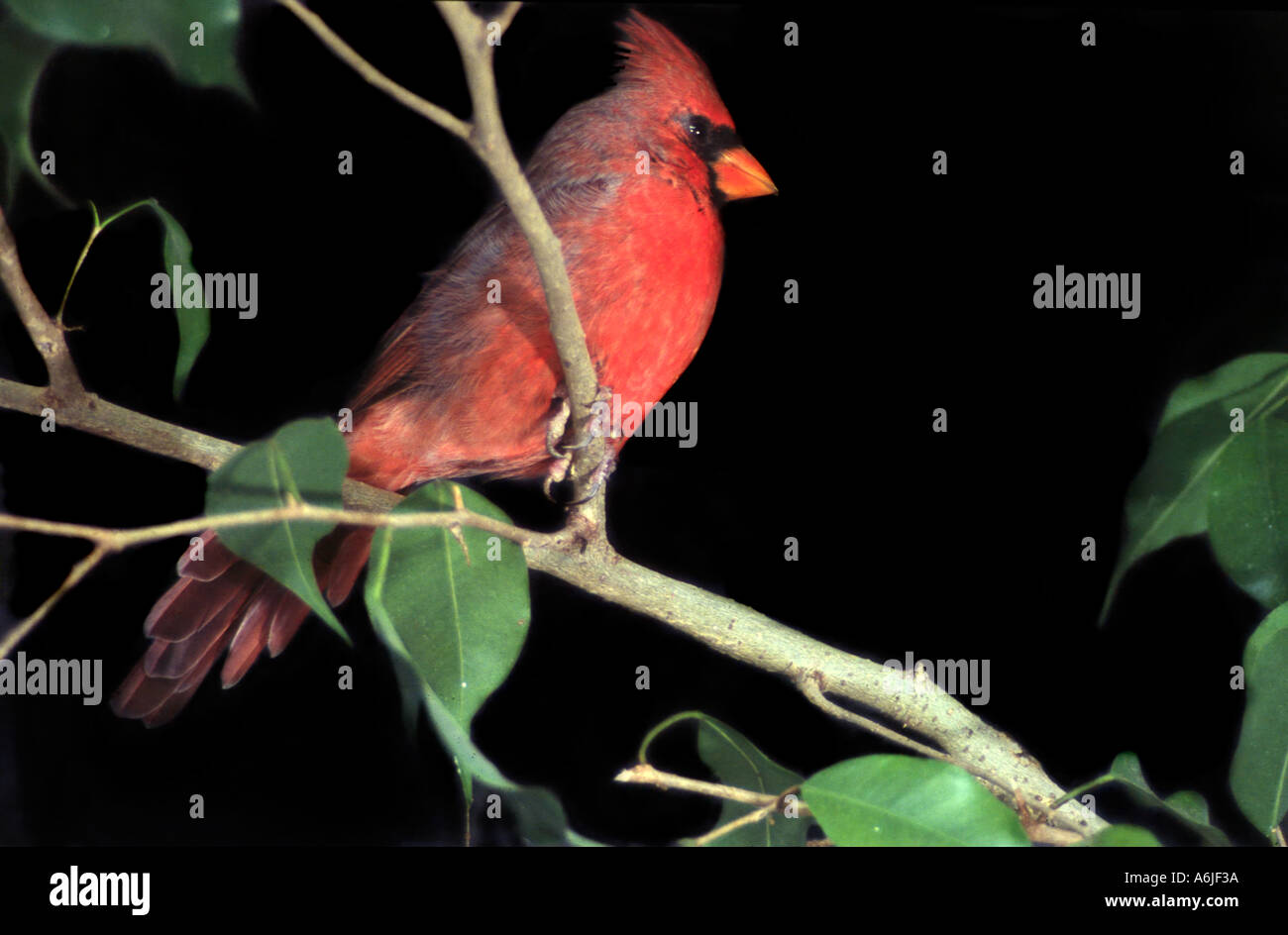 American cardinal shot at night in a ficus tree in Floirda Stock Photo ...