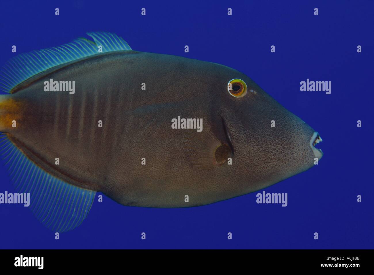 15 inches hi-res stock photography and images - Alamy