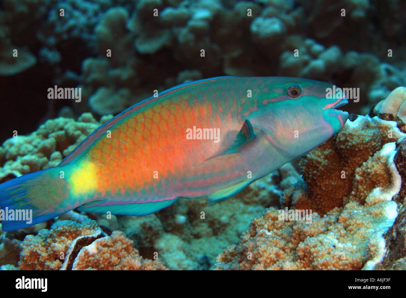 Uhu fish hawaii hi-res stock photography and images - Alamy