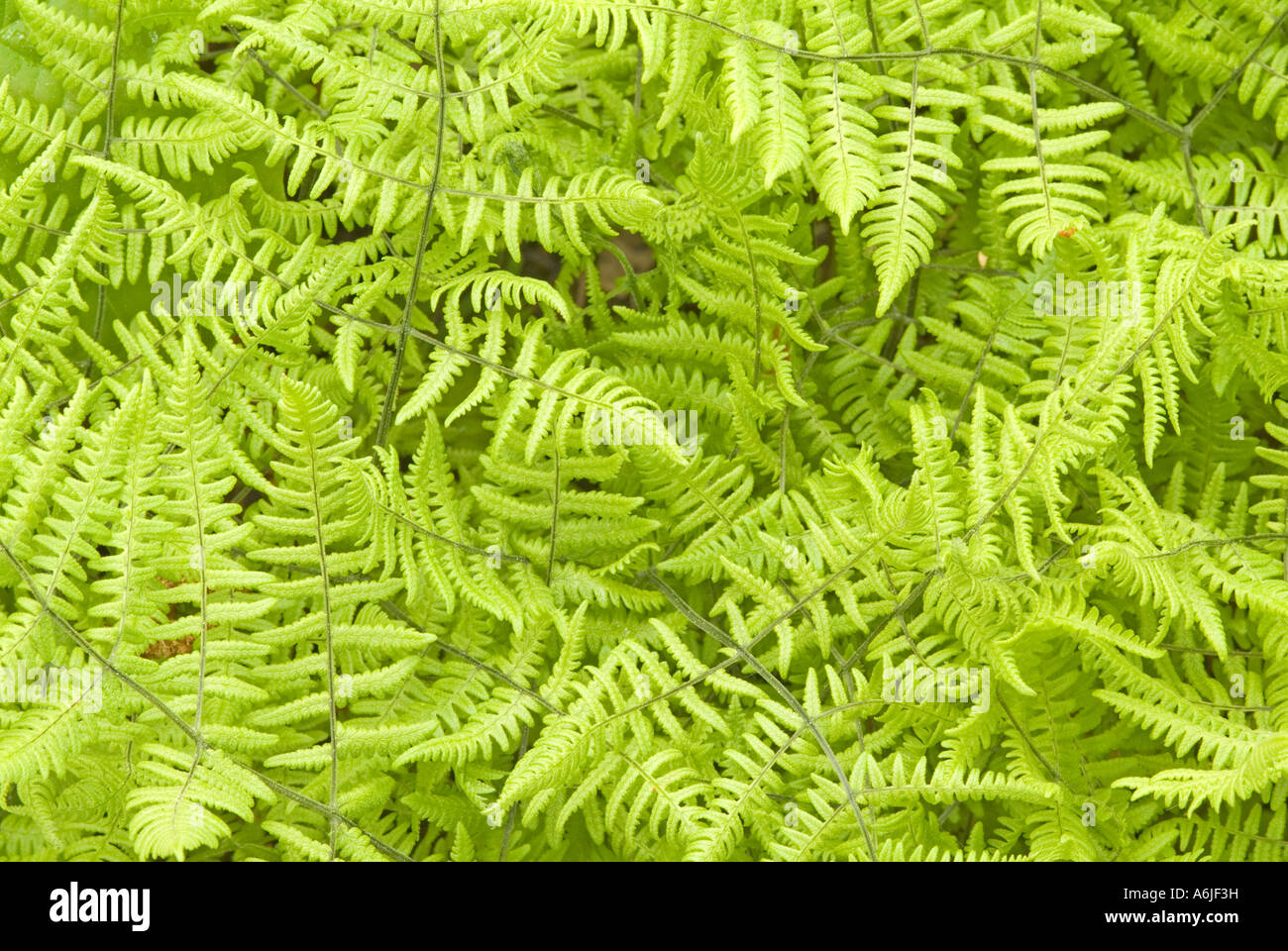 Narrow Buckler Fern (Dryopteris carthusiana), fronds seen from above ...