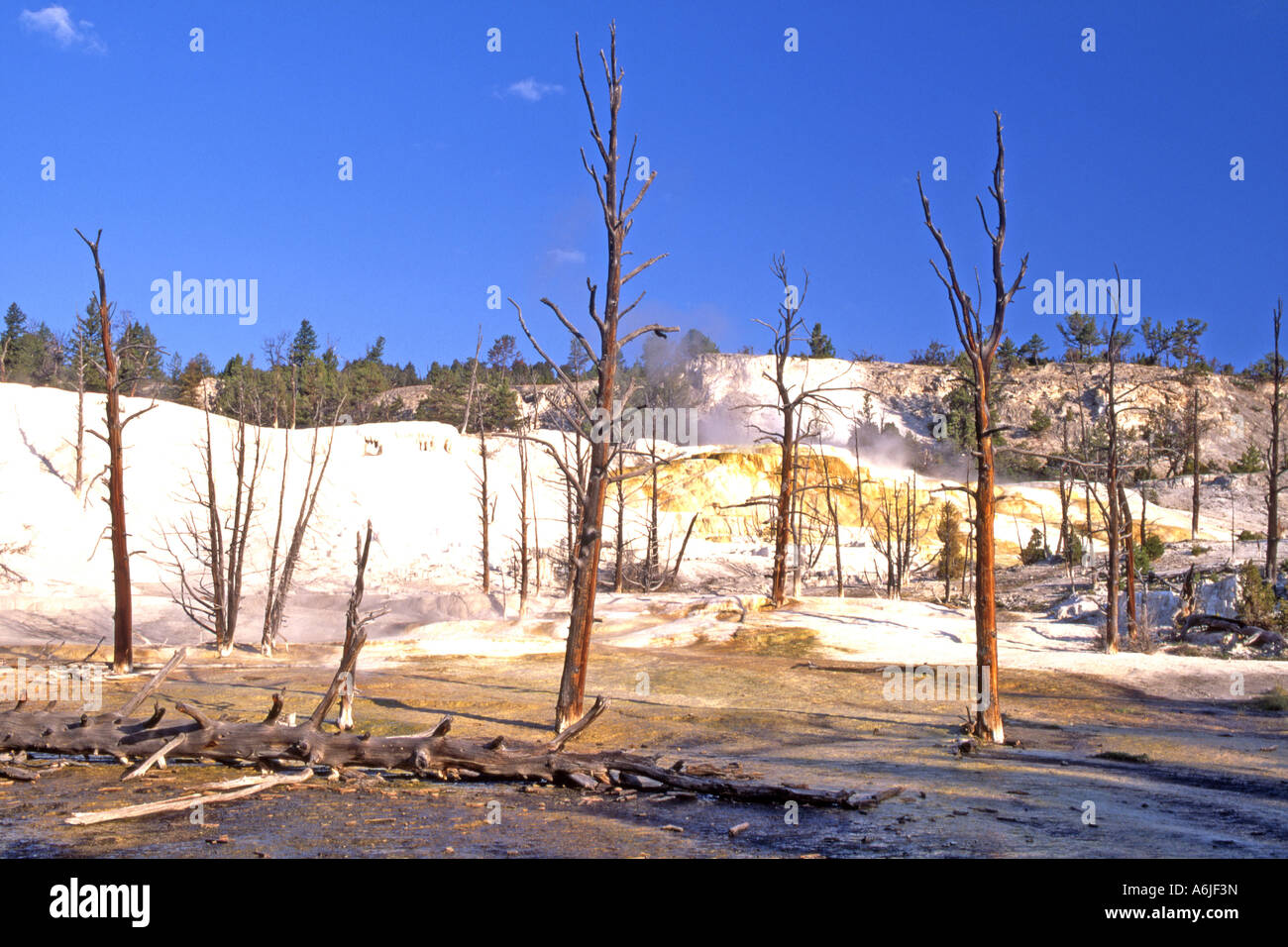 Mammoth Terraces at Mammoth Hot Springs at Yellowstone National Park ...