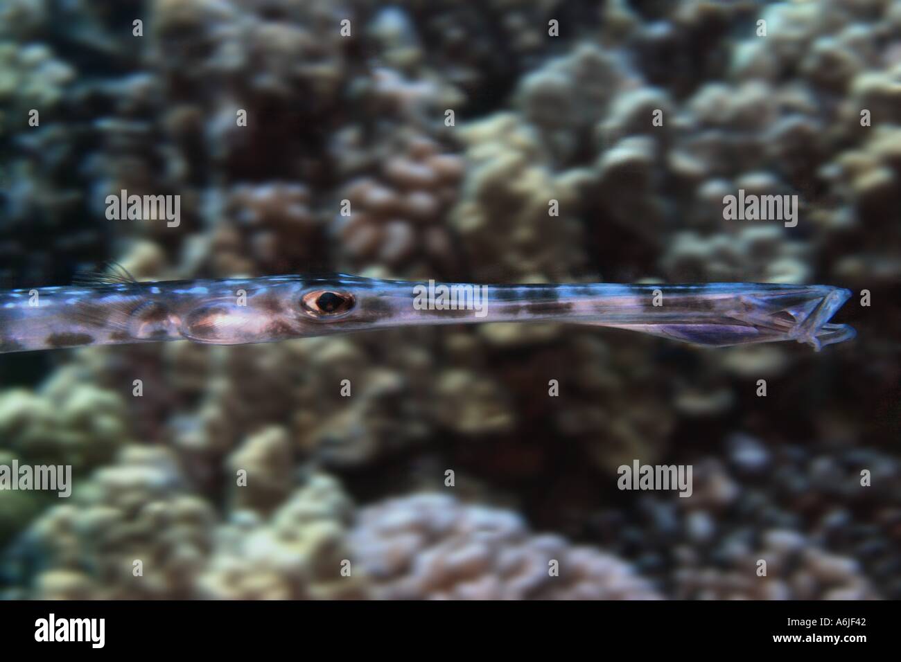 CORONETFISH Fistularia commersonii HAWAII Stock Photo - Alamy