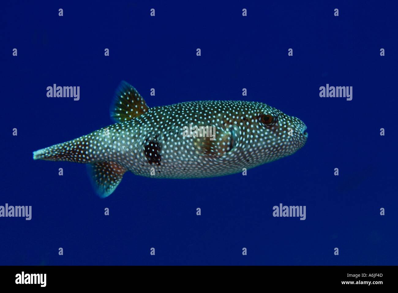 Puffer fish inflate hi-res stock photography and images - Alamy