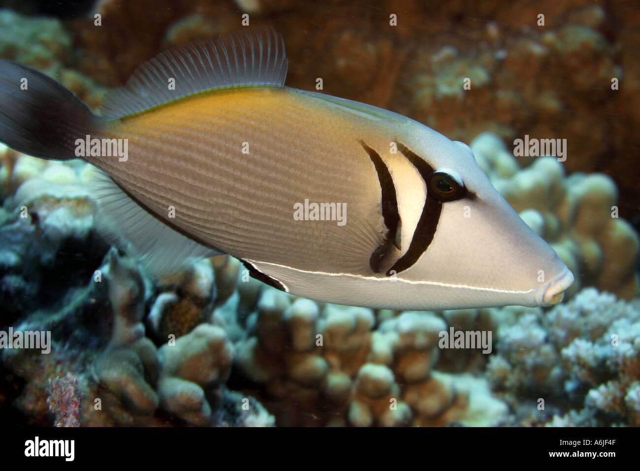 Hawaiian triggerfish hi-res stock photography and images - Alamy