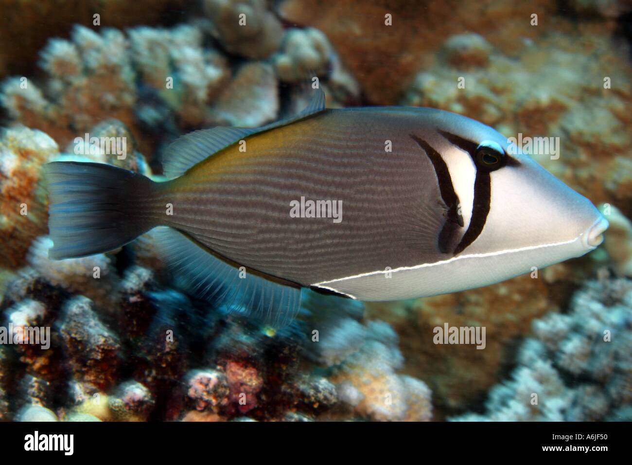 Lei triggerfish Sufflamen bursa Hawaii Stock Photo - Alamy