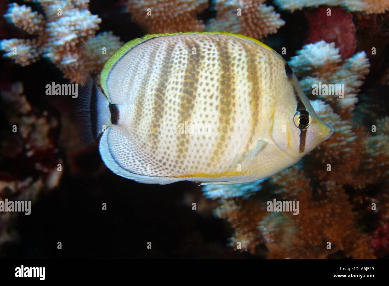 Multiband butterflyfish hi-res stock photography and images - Alamy