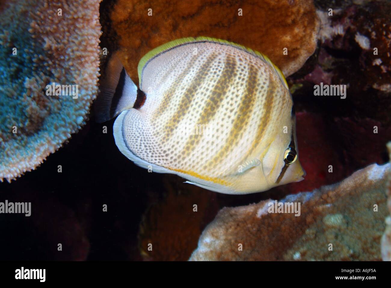 Multiband butterflyfish hi-res stock photography and images - Alamy
