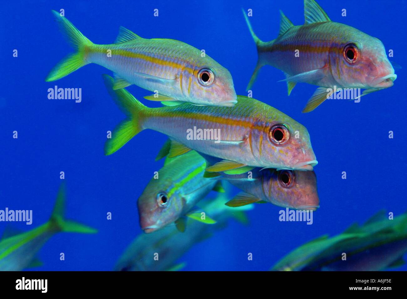 YELLOWFIN GOATFISH Mulloides vanicolensis HAWAII Stock Photo - Alamy