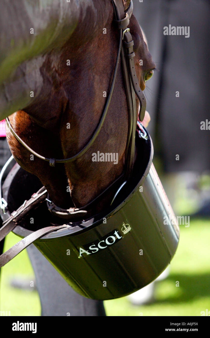 Ascot racing hi-res stock photography and images - Alamy