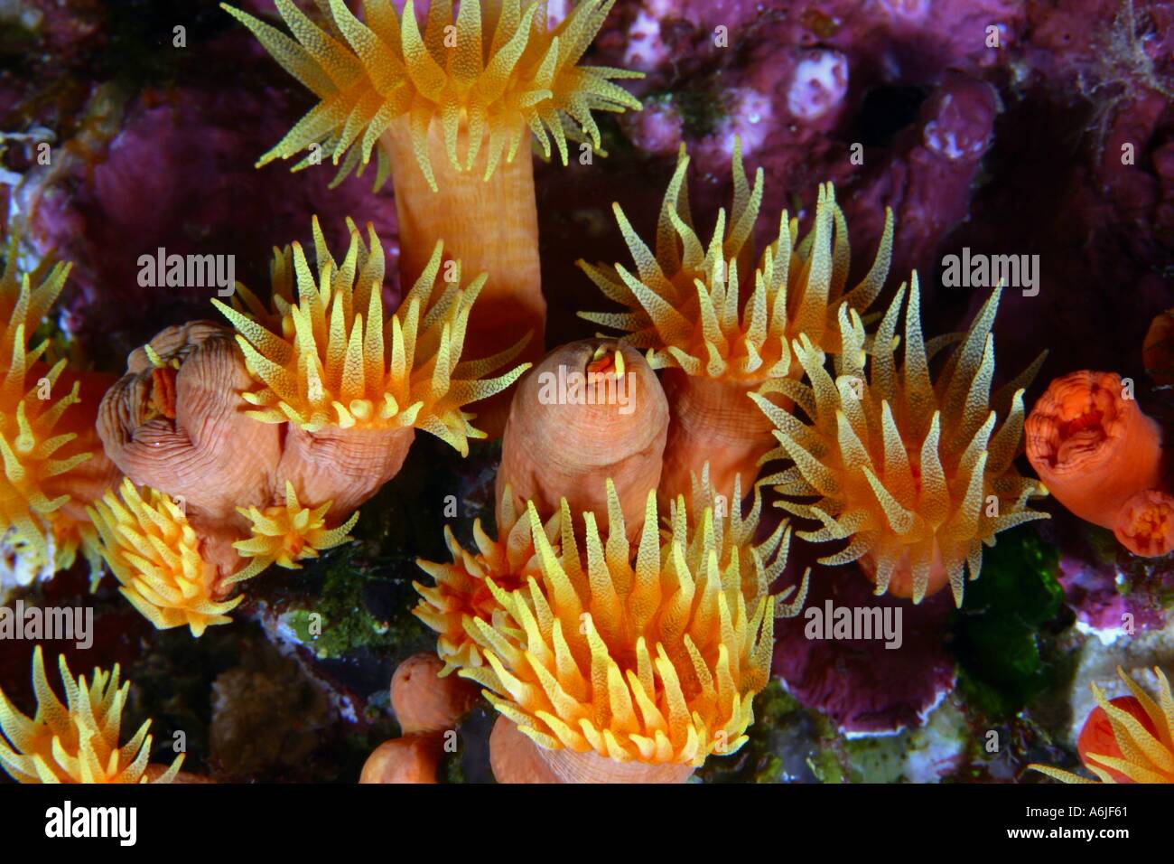 ORANGE TUBE CORAL Tubastrea coccinea HAWAII Stock Photo - Alamy