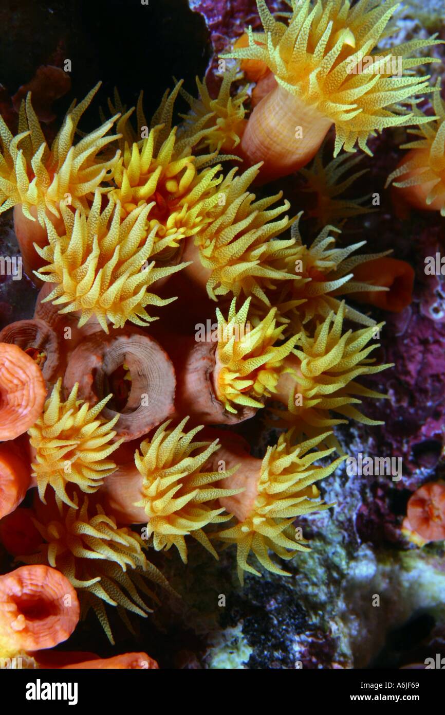 Tubastrea coccinea hi-res stock photography and images - Alamy