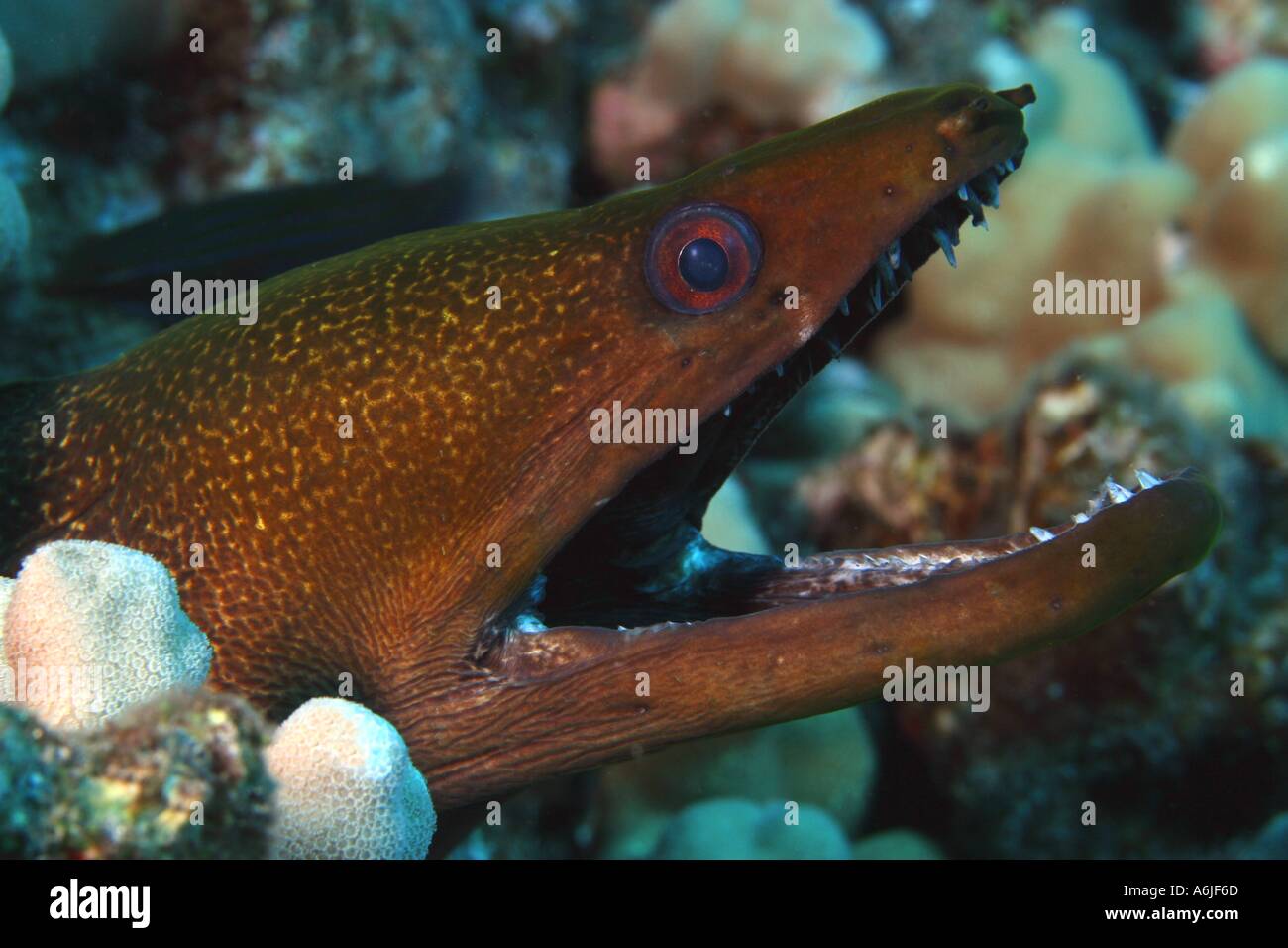 Undulated moray eel hi-res stock photography and images - Alamy