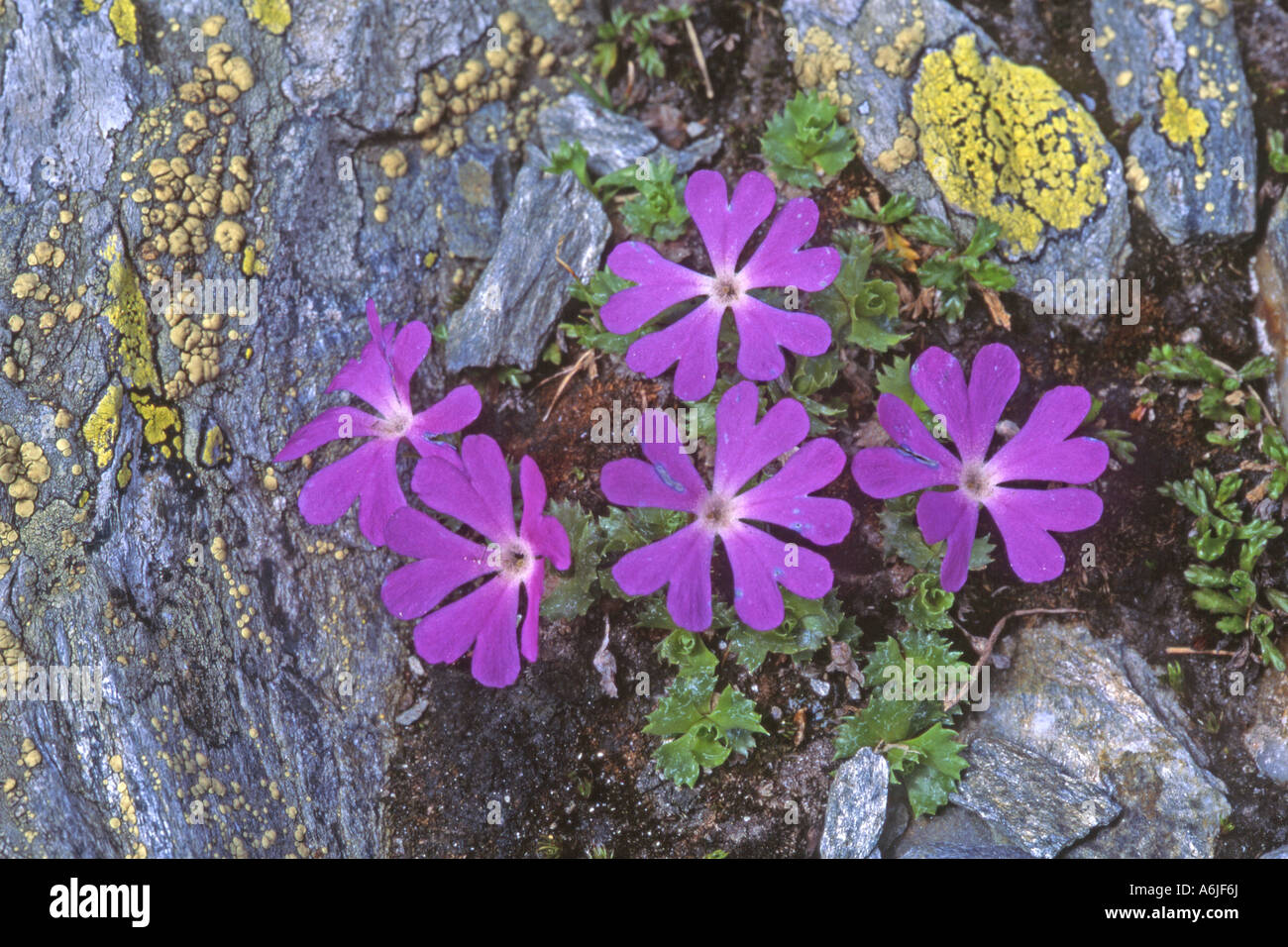 Perennial alpine plant hi-res stock photography and images - Alamy