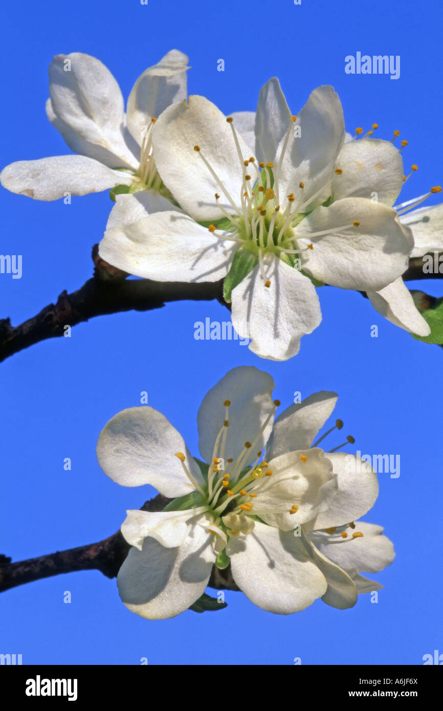 Damson Damask Plum, Plum Tree (Prunus domestica domestica), flowers ...