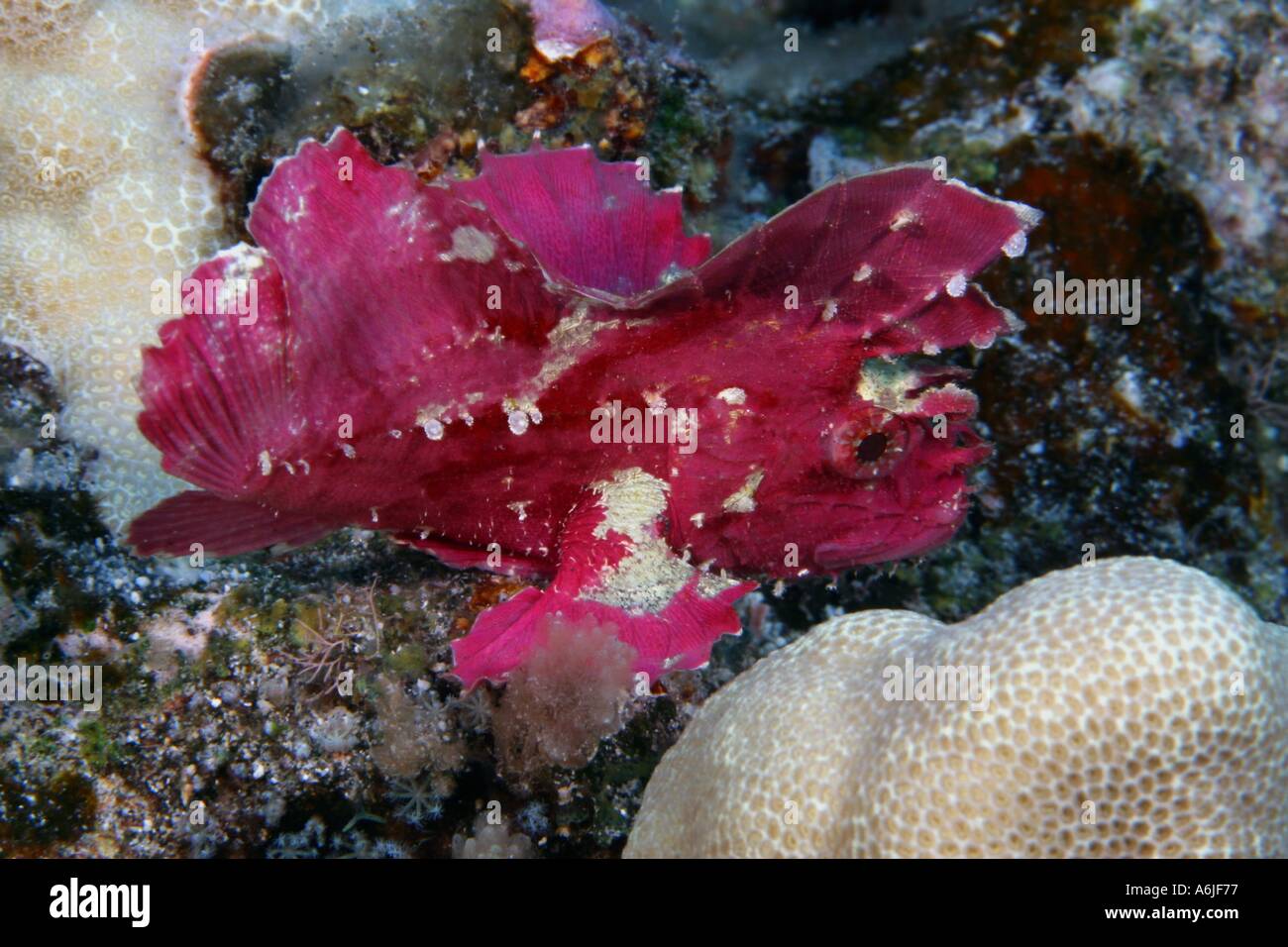 LEAF SCORPIONFISH Taenianotus triacanthus HAWAII Stock Photo - Alamy