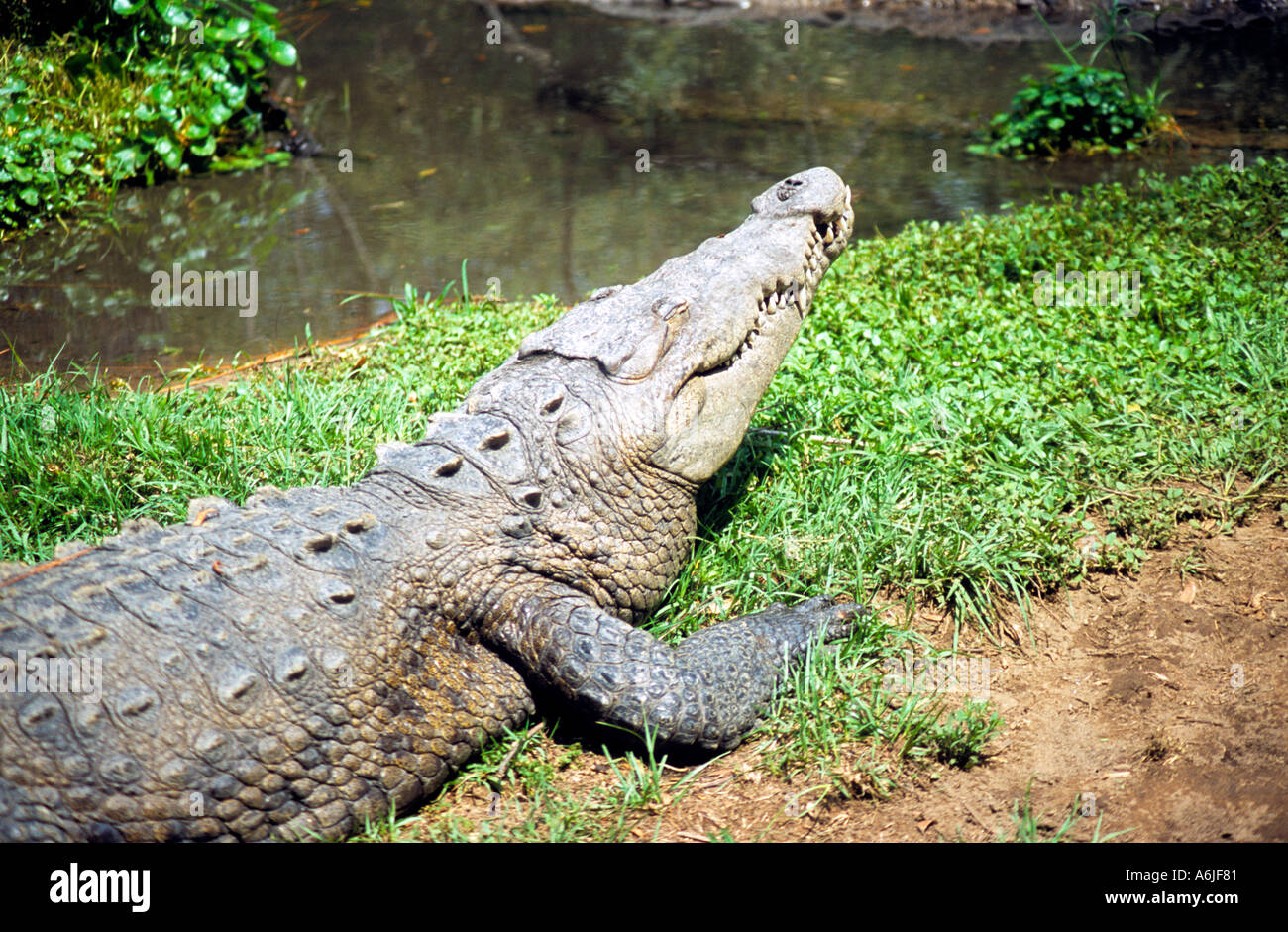 Closeup rare American Crocodile basking on a river bank in Florida ...