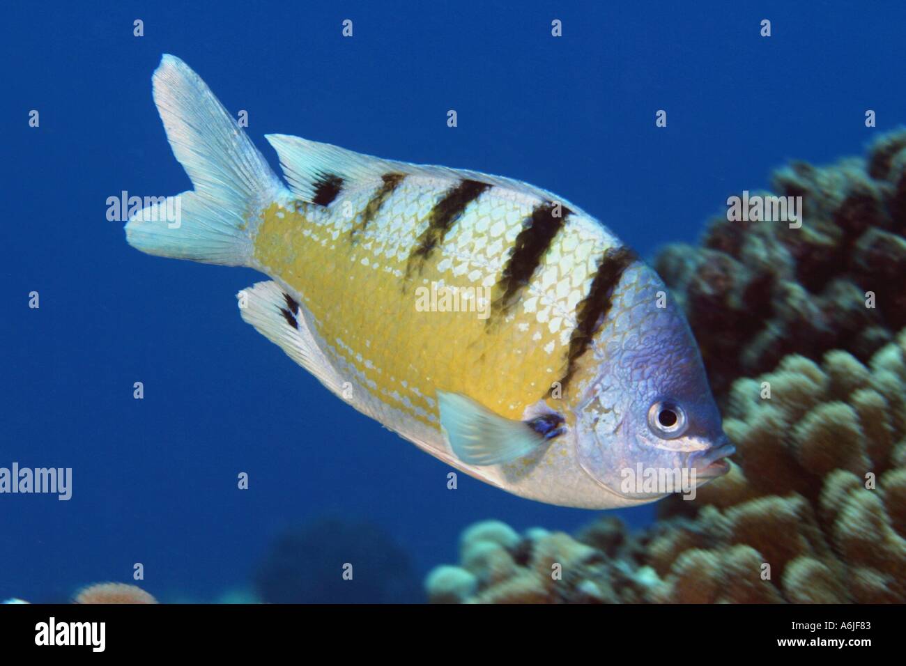 Hawaiian Sergeant Fish