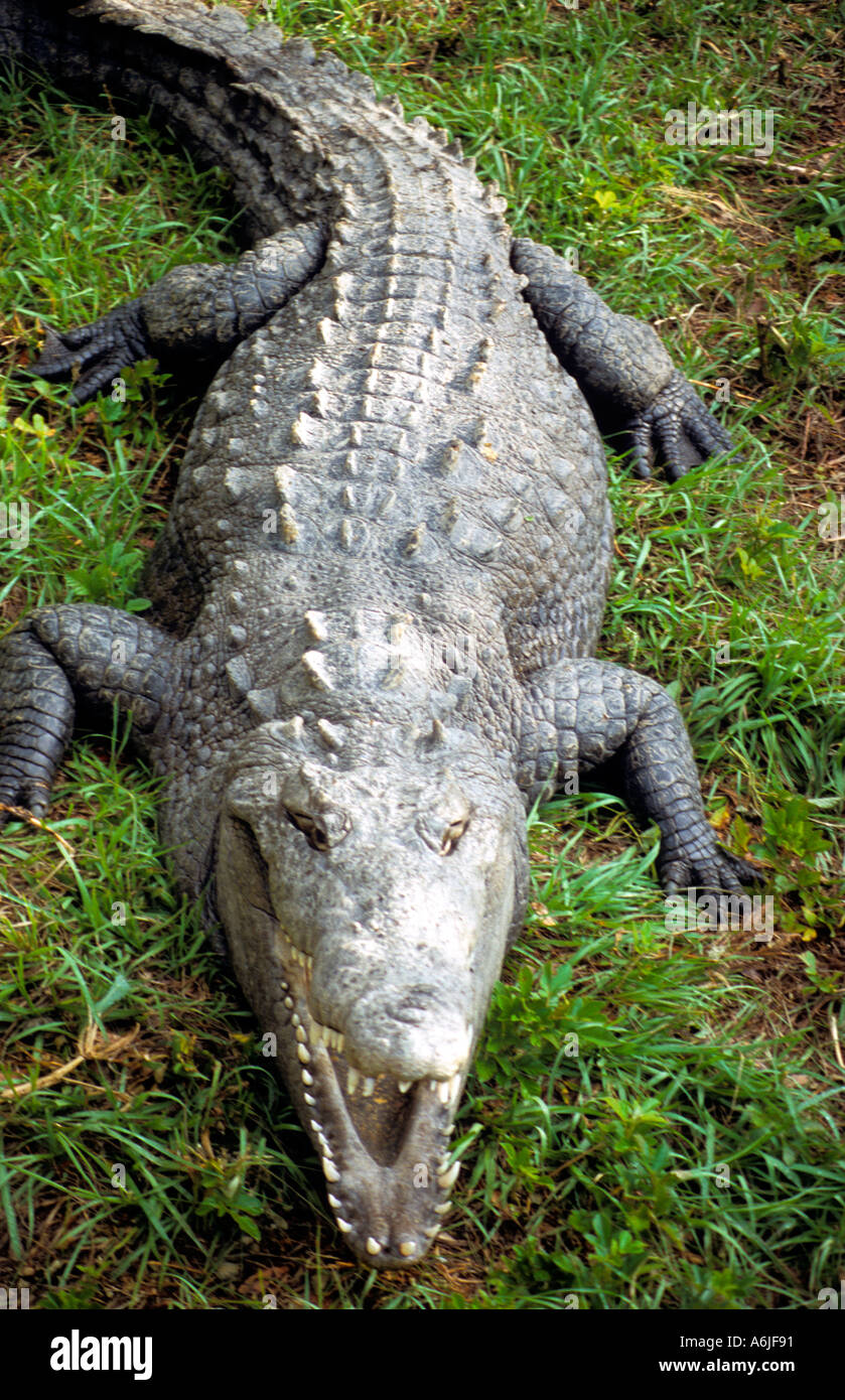 Vertical shot of american crocodile in Florida with mouth open in ...