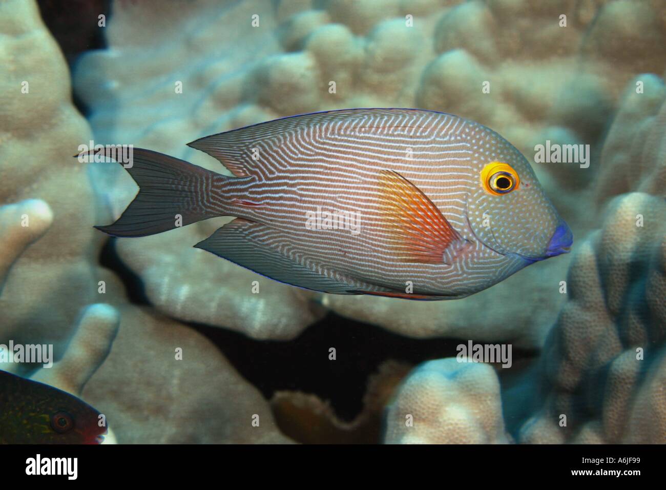 GOLDRING SURGEONFISH Ctenochaetus strigosus HAWAII Stock Photo, Royalty ...