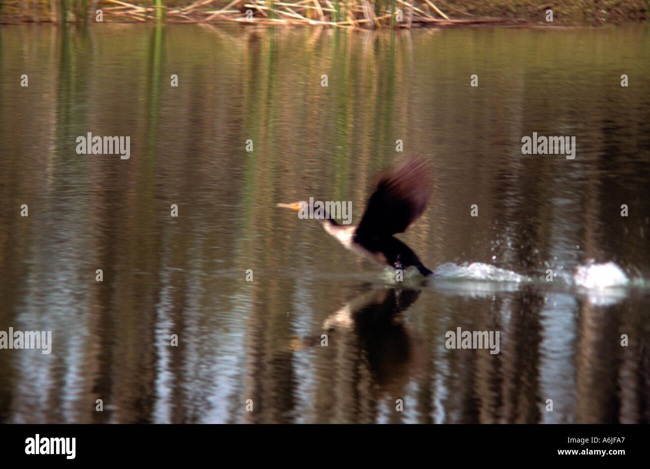 Anhinga taking off in flight from a pond in Florida dragging its tail ...