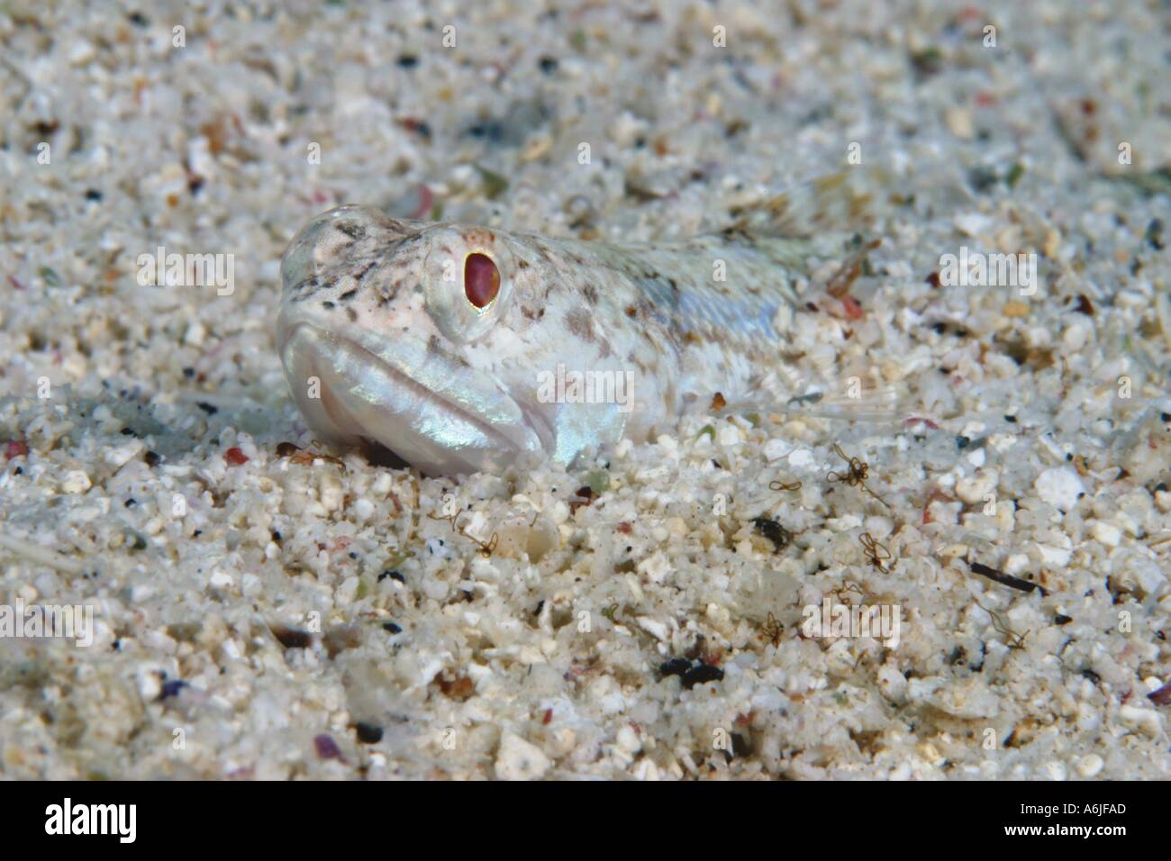 Nebulous lizardfish hi-res stock photography and images - Alamy