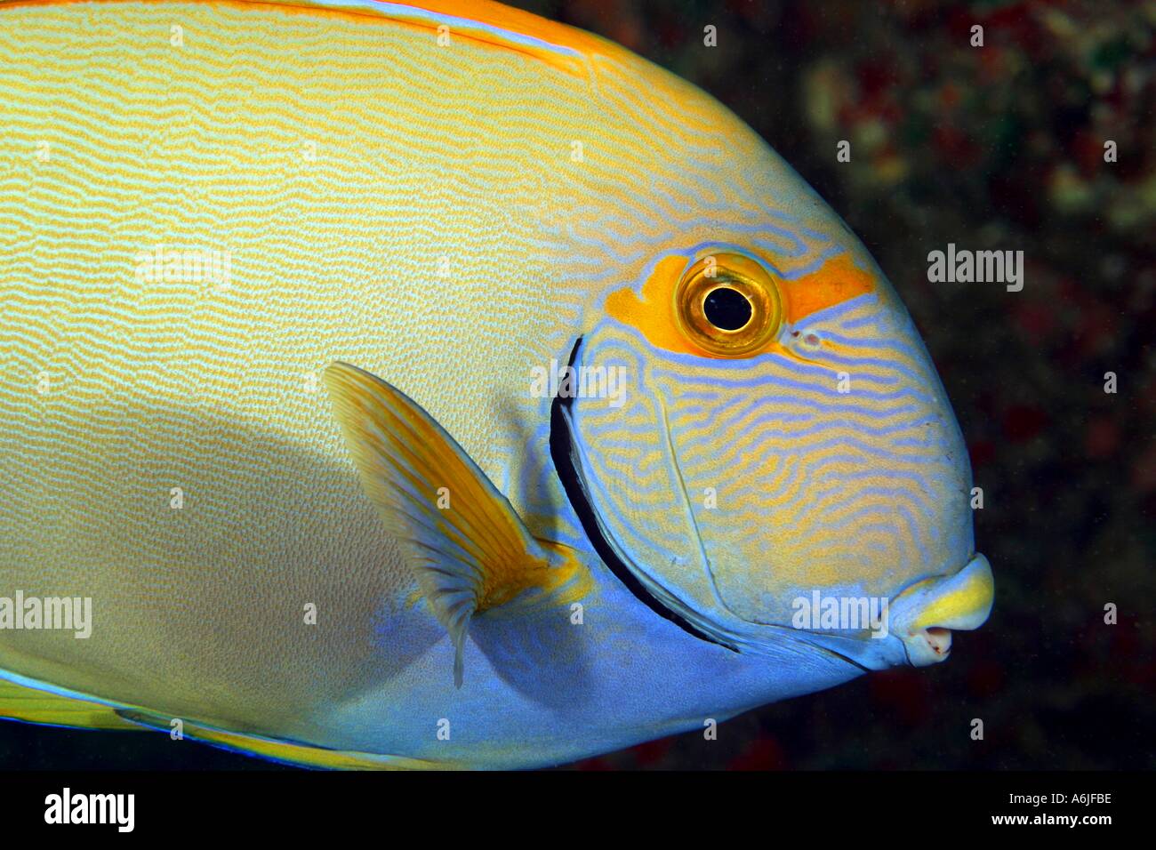 Acanthurus dussumieri hi-res stock photography and images - Alamy