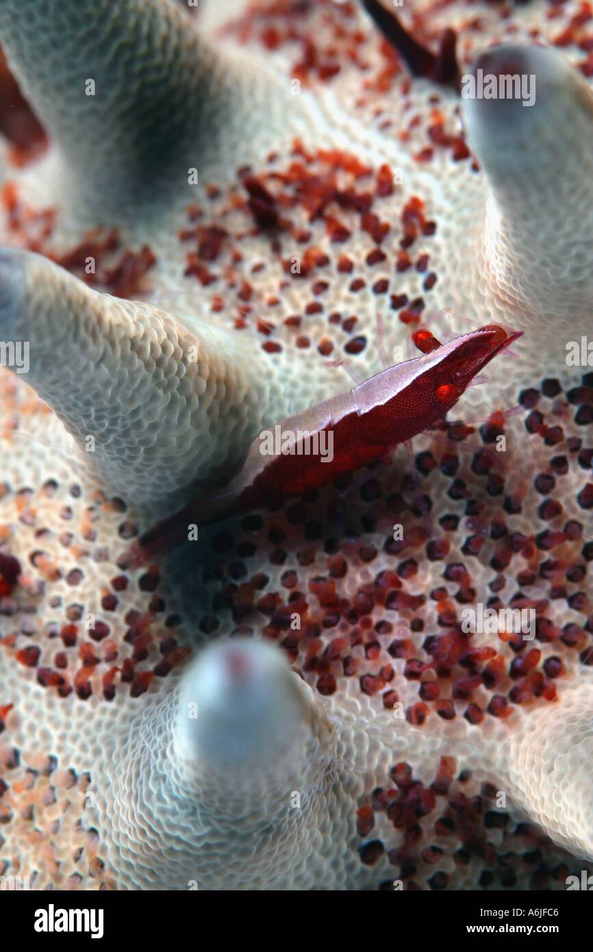 COMMENSAL SHRIMP ON A CROWN-OF-THORNS STARFISH. HAWAII Stock Photo - Alamy