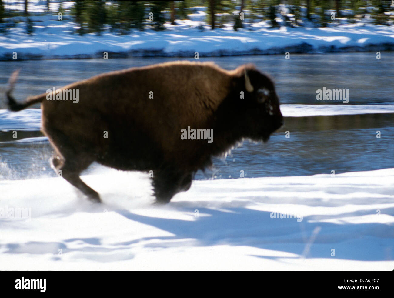 Winter shot of a bison or american buffalo running past the camera in ...