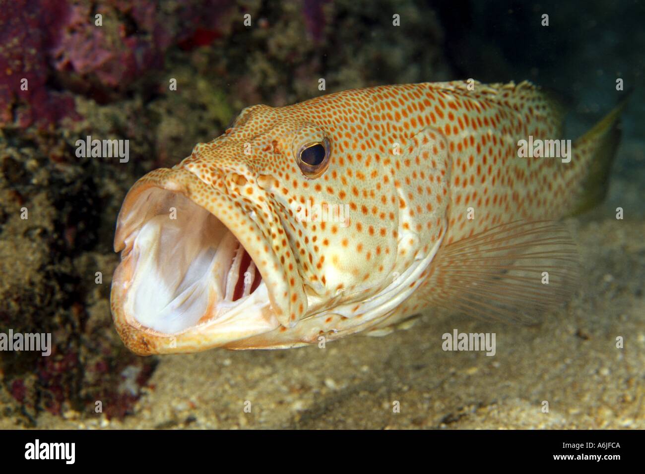 SHRIMP ON A WHITE-LINED GROUPER. FIJI Stock Photo - Alamy