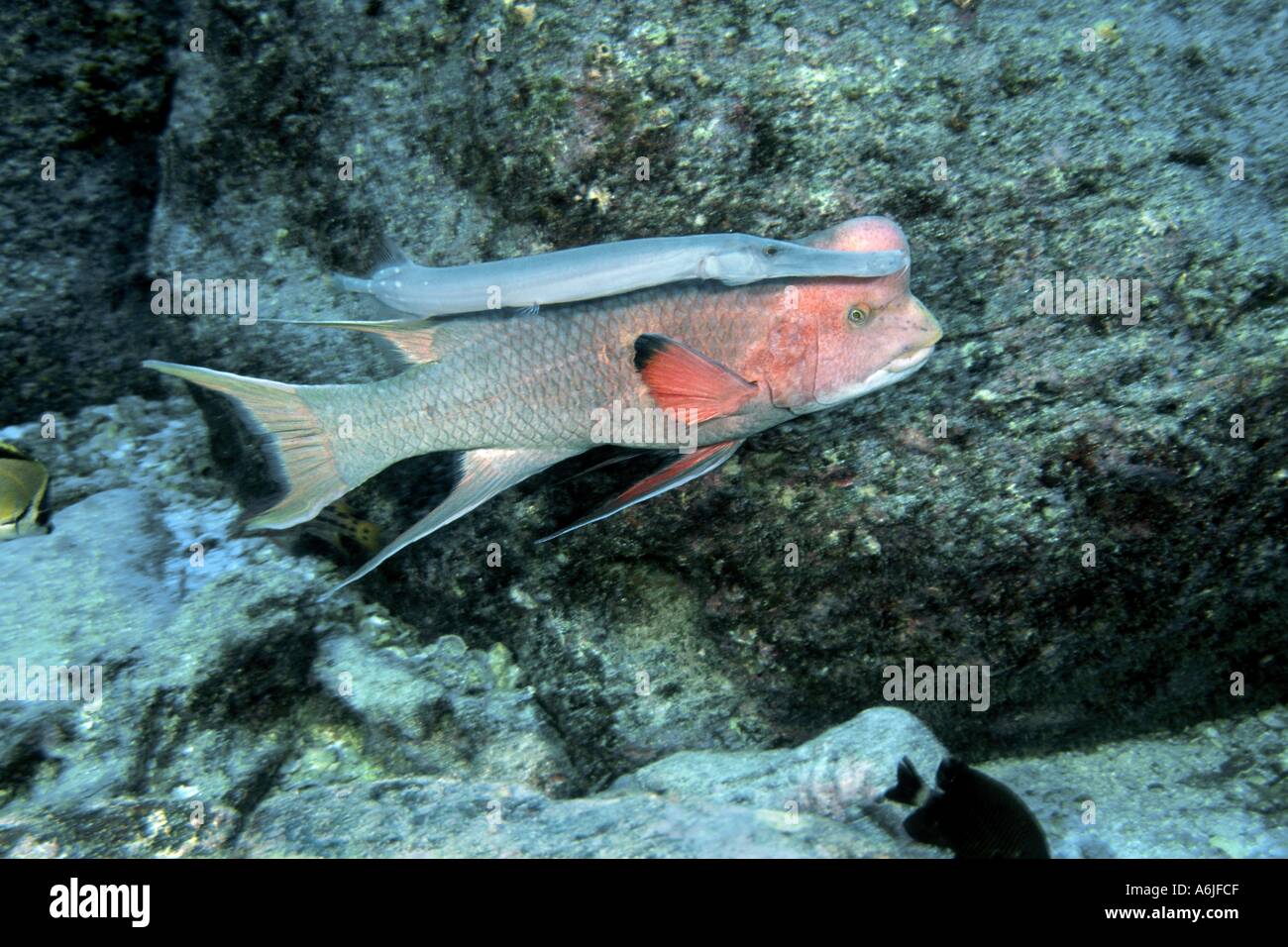 Streamer hogfish galapagos hi-res stock photography and images - Alamy