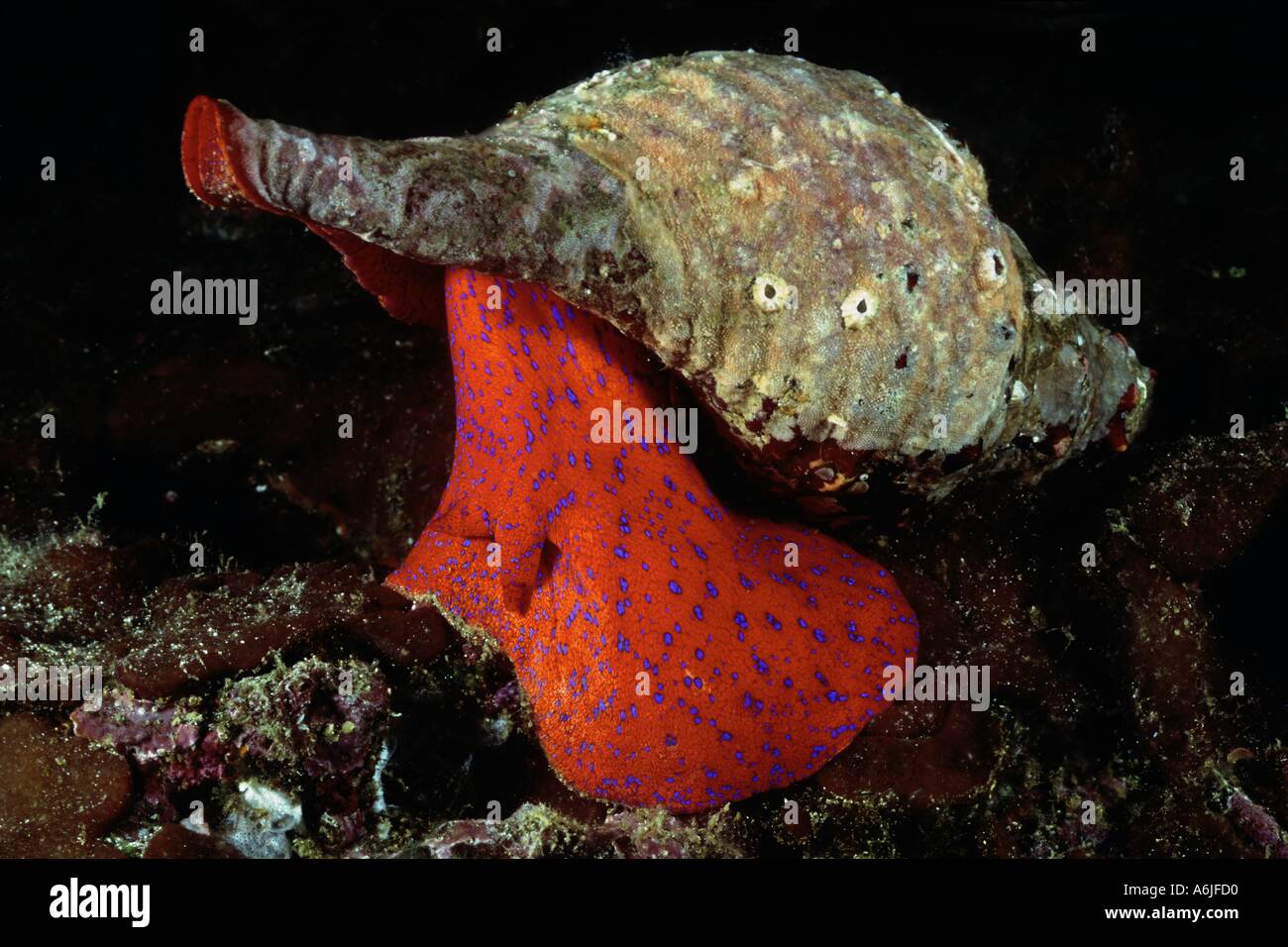 HORSE CONCH Fasciolaria princeps GALAPAGOS ISLANDS Stock Photo - Alamy