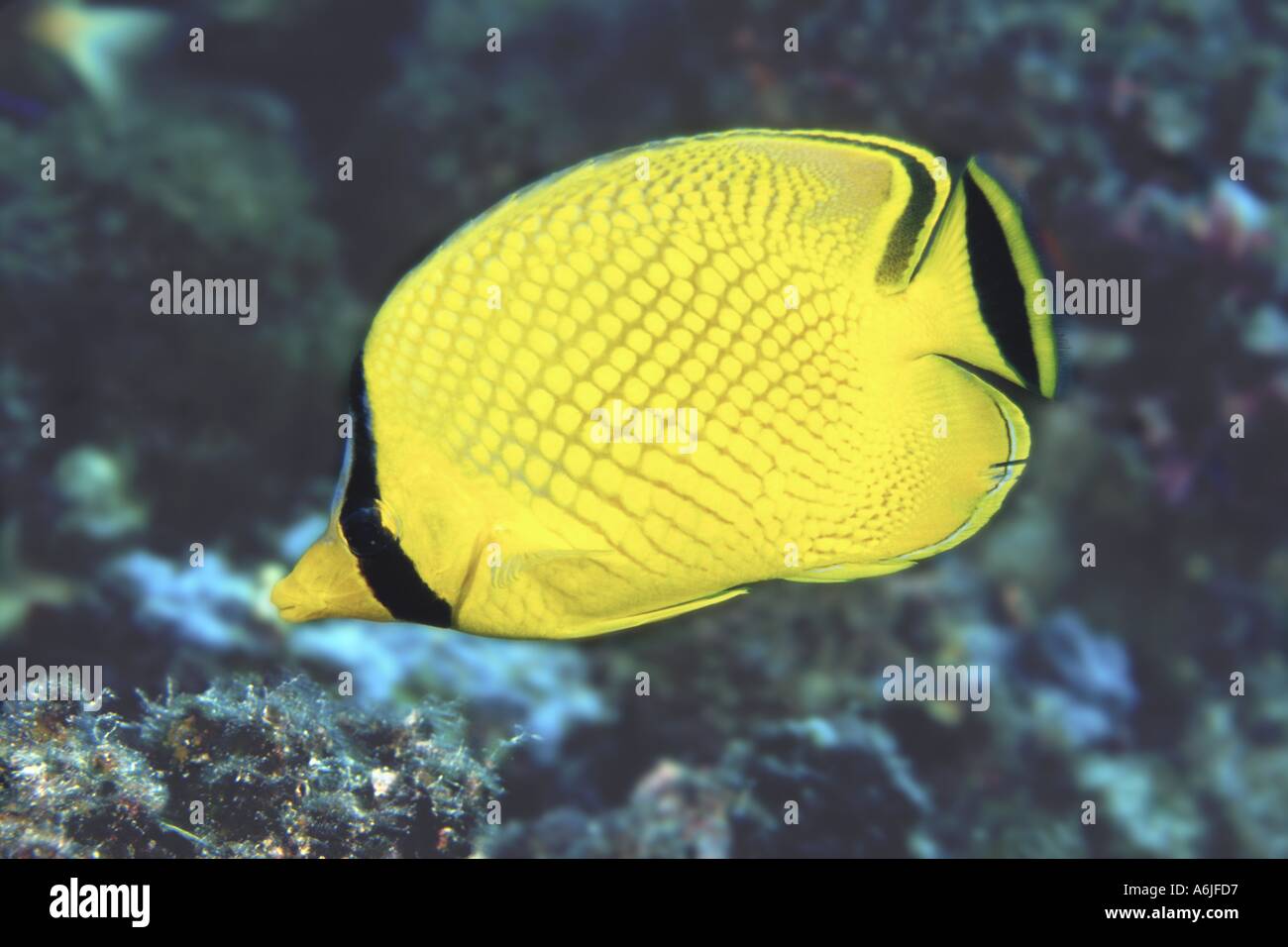 LATTICED BUTTERFLYFISH Chaetodon rafflesii FIJI Stock Photo - Alamy