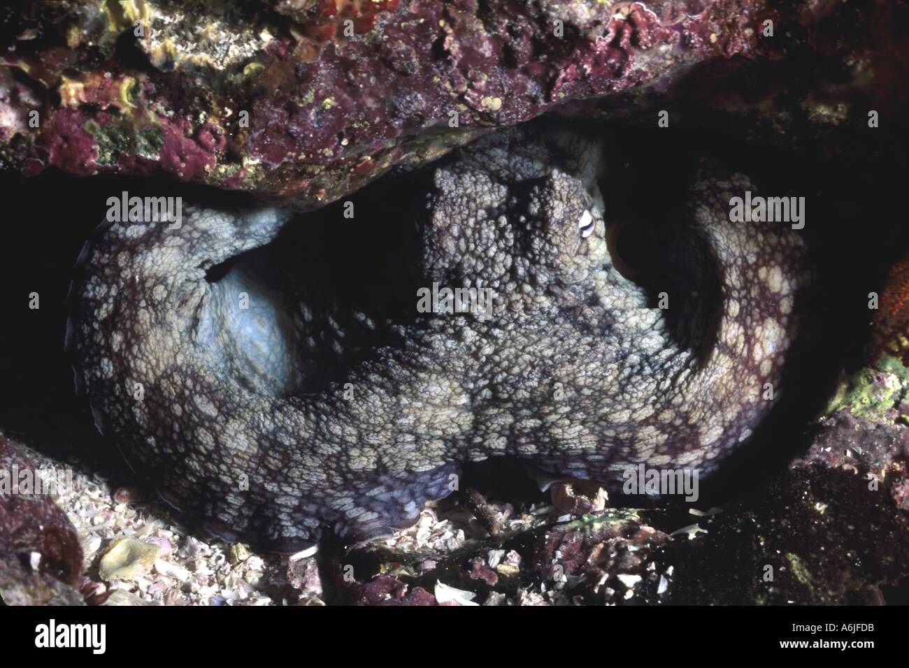 Galapagos octopus hi-res stock photography and images - Alamy