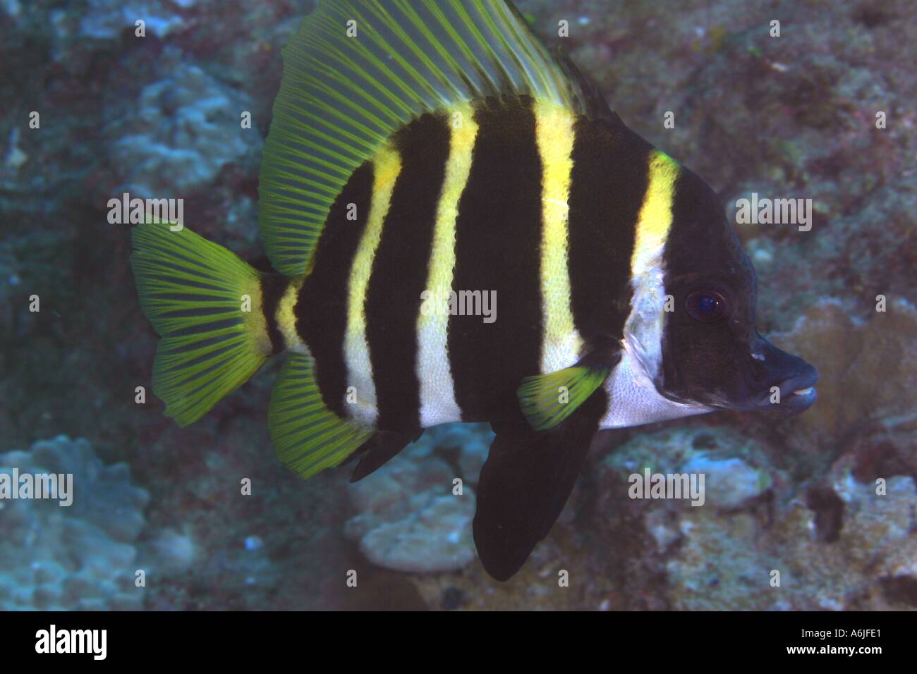 Boarfish hi-res stock photography and images - Alamy