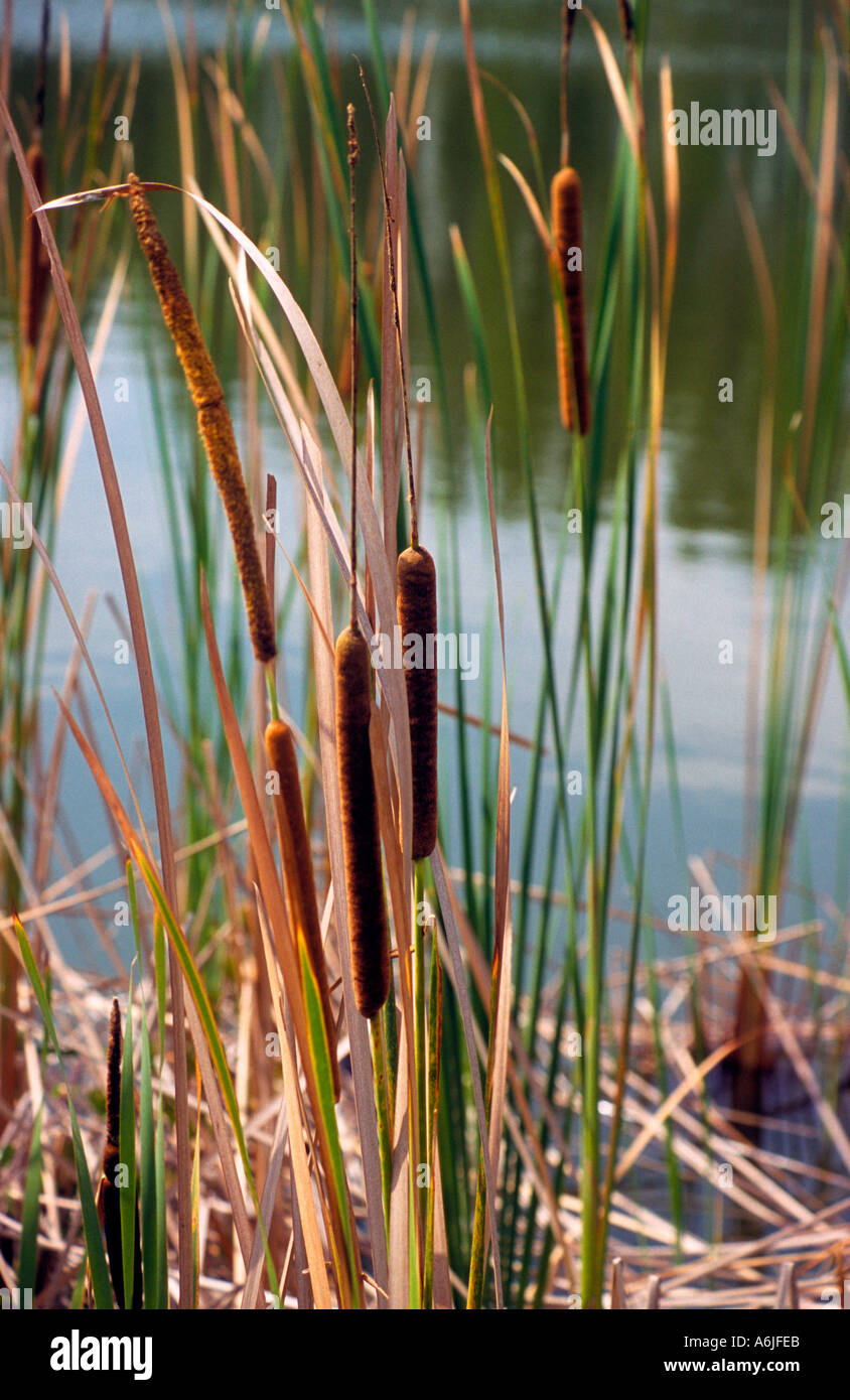 Florida cattails hi-res stock photography and images - Alamy