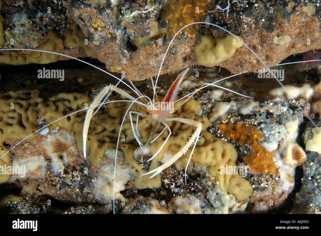 GHOST SHRIMP, Stenopus pyrsonotus, HAWAII Stock Photo - Alamy